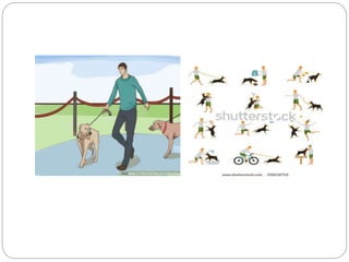 Utility of dogs, preparation of dogs for dog show and principles of ...