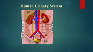 URINARY TRACT INFECTIOM | PPTX