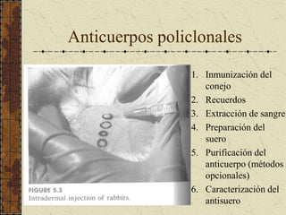 UTILIZACIÓN DE ANTICUERPOS EN BIOMEDICINA.ppt | Descarga Gratuita