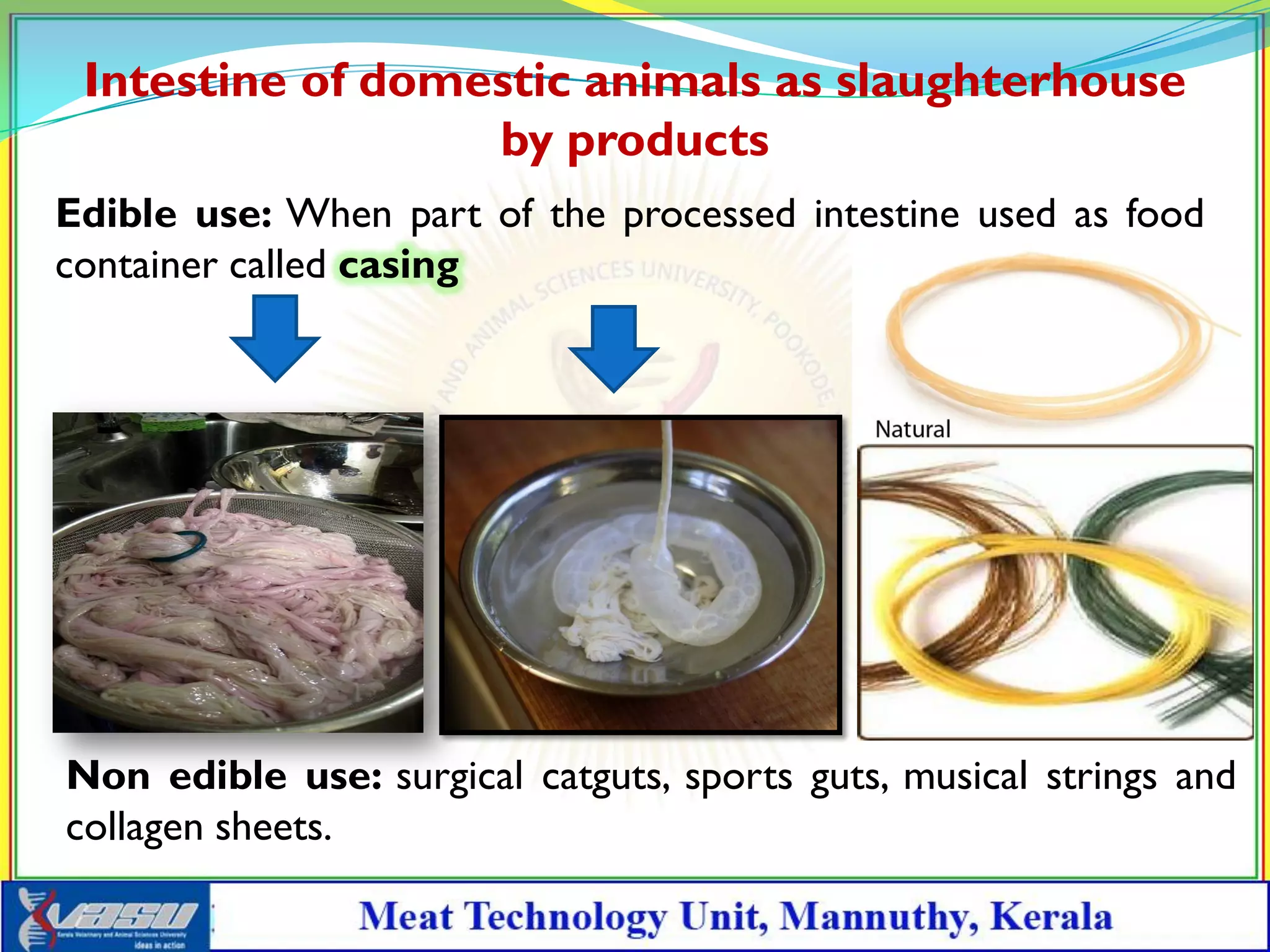 Utilization of intestines as animal casings | PDF