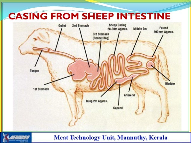 Utilization of intestines as animal casings