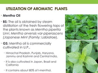 Utilization of aromatic plants and their products.pptx