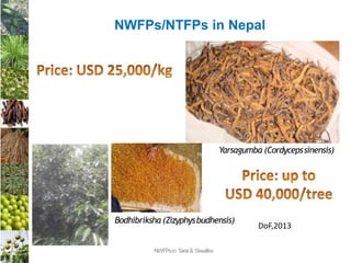 Trade Status of NTFPs in Nepal | PPTX