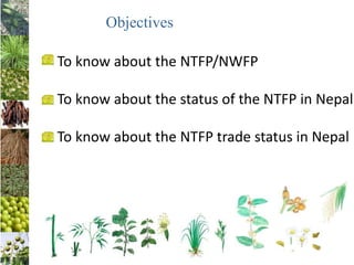 Trade Status of NTFPs in Nepal | PPTX