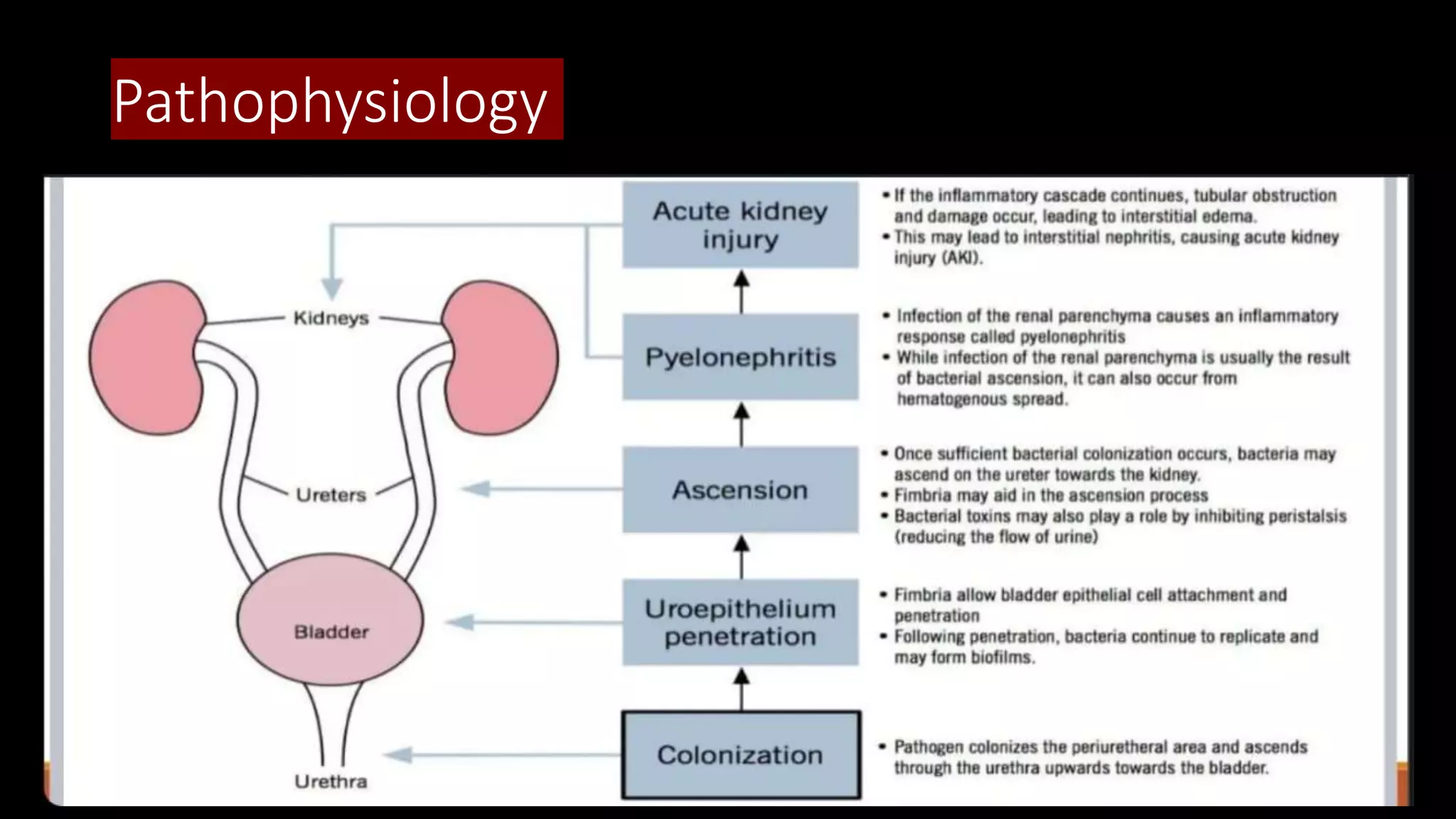 Urinary Tract Infection-1.pptx