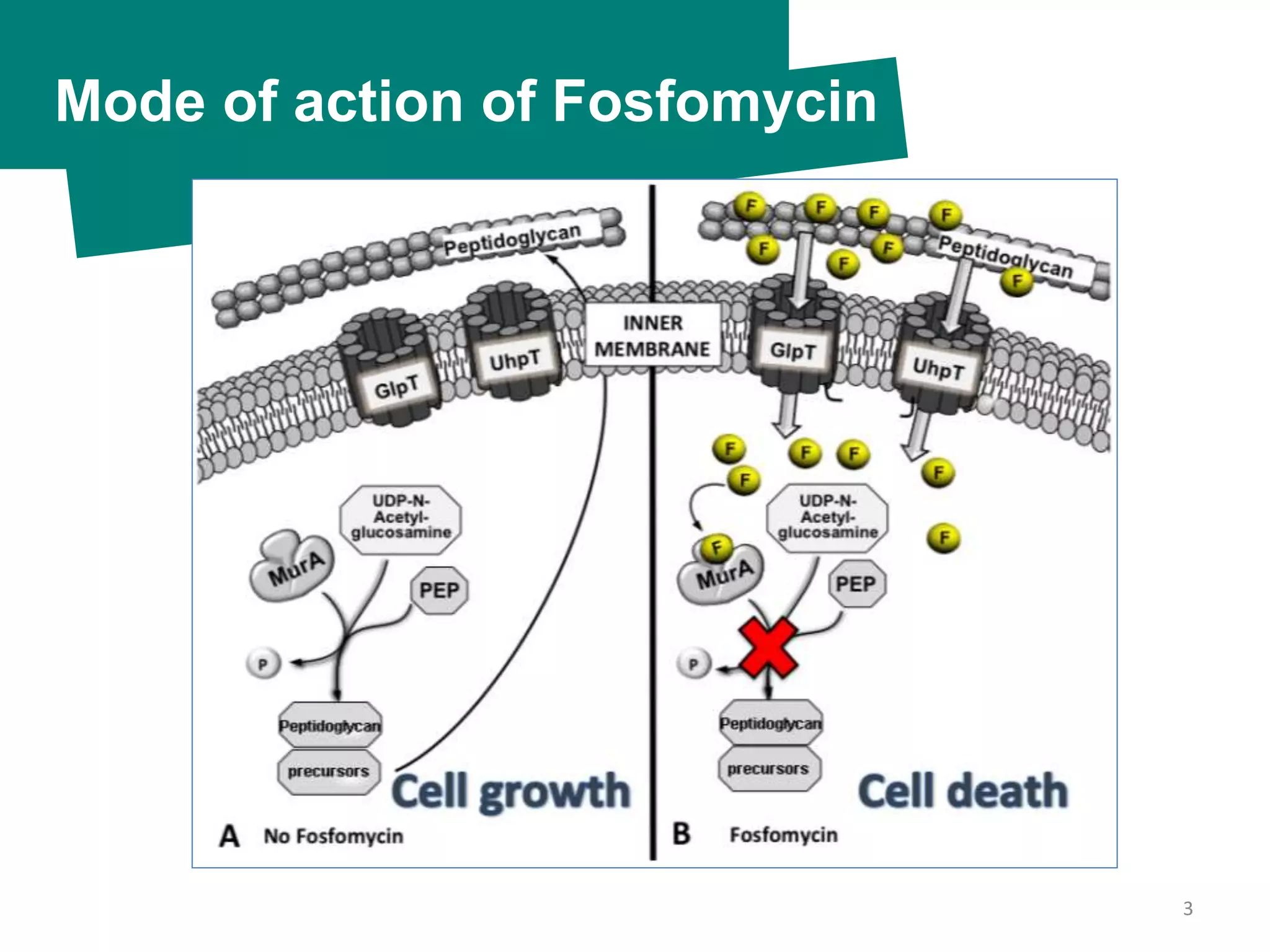 FOSFOMYCINE The First Line Antimicrobial in Urinary Tract Infection ...