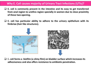 OVERVIEW of Uncomplicated Lower Urinary Tract Infection in women Dr ...