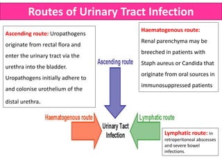 OVERVIEW of Uncomplicated Lower Urinary Tract Infection in women Dr ...