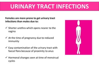 OVERVIEW of Uncomplicated Lower Urinary Tract Infection in women Dr ...
