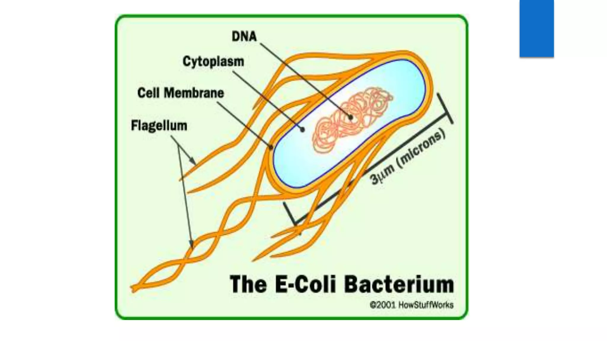 Urinary track infection | PPTX