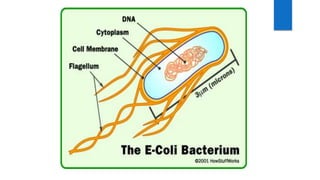 Urinary track infection | PPTX