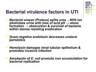 Urinary Tract Infection (UTI) | PPT