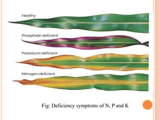 Essential nutrients-functions and deficiency symptoms, manures ...