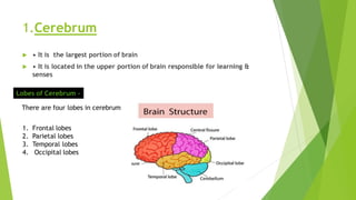 Brain PPT Easy & short For college / school student | PDF