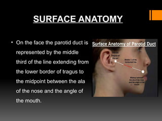 Parotid duct MBBS first year anatomy head & neck | PPTX