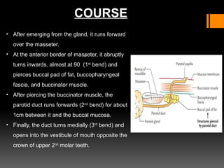 Parotid duct MBBS first year anatomy head & neck | PPTX