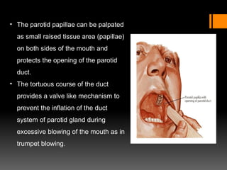 Parotid duct MBBS first year anatomy head & neck | PPTX