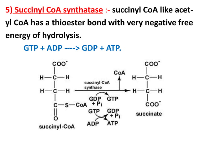 TCA CYCLE | PPTX