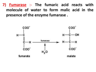 TCA CYCLE | PPTX