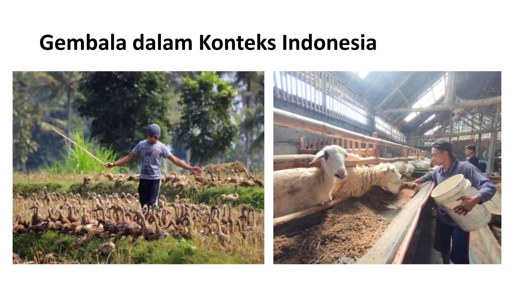 Inkulturasi Kitab Suci dalam Perikop Gembala Baik | PPTX