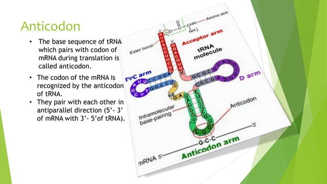 Genetic code | PPTX | Programming Languages | Computing