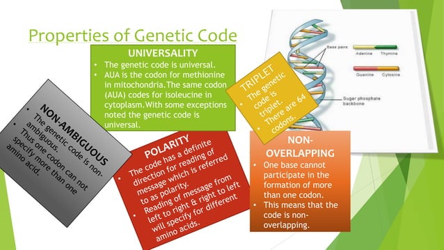 Genetic code | PPTX | Programming Languages | Computing