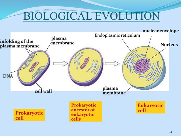 chemical evolution and biological origin of life | PPTX