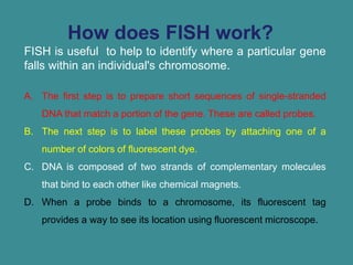 FISH IN DIAGNOSTICS | PPT