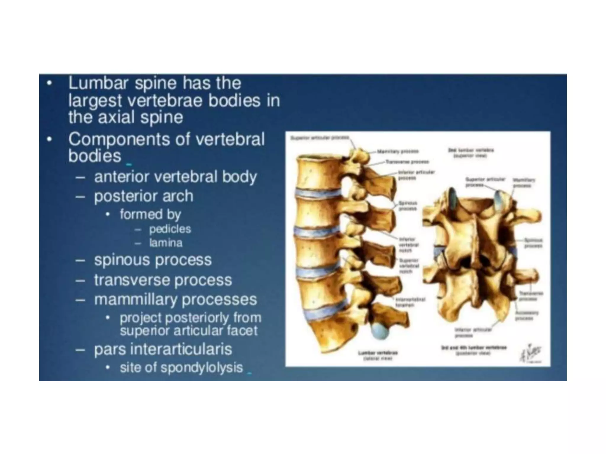 Lumbar intervertebral disc anatomy, biomechanics and pathogenesis of ...