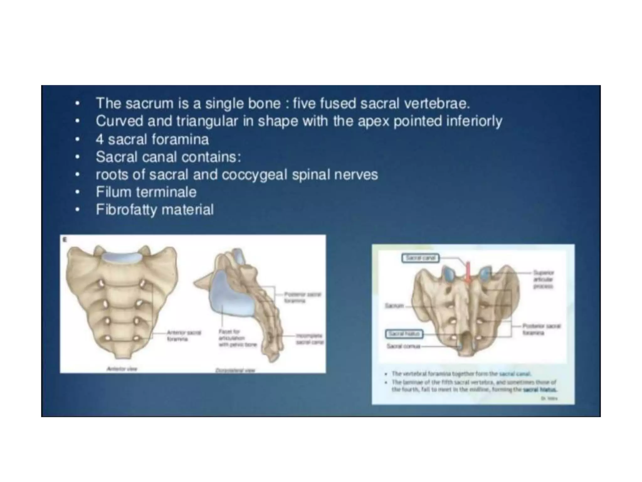 Lumbar intervertebral disc anatomy, biomechanics and pathogenesis of ...