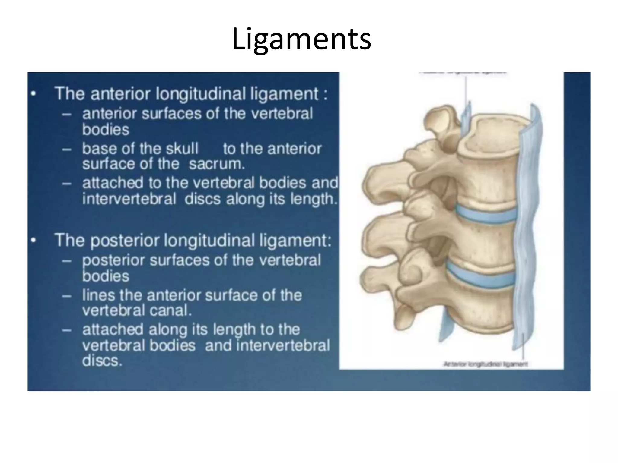 Lumbar intervertebral disc anatomy, biomechanics and pathogenesis of ...