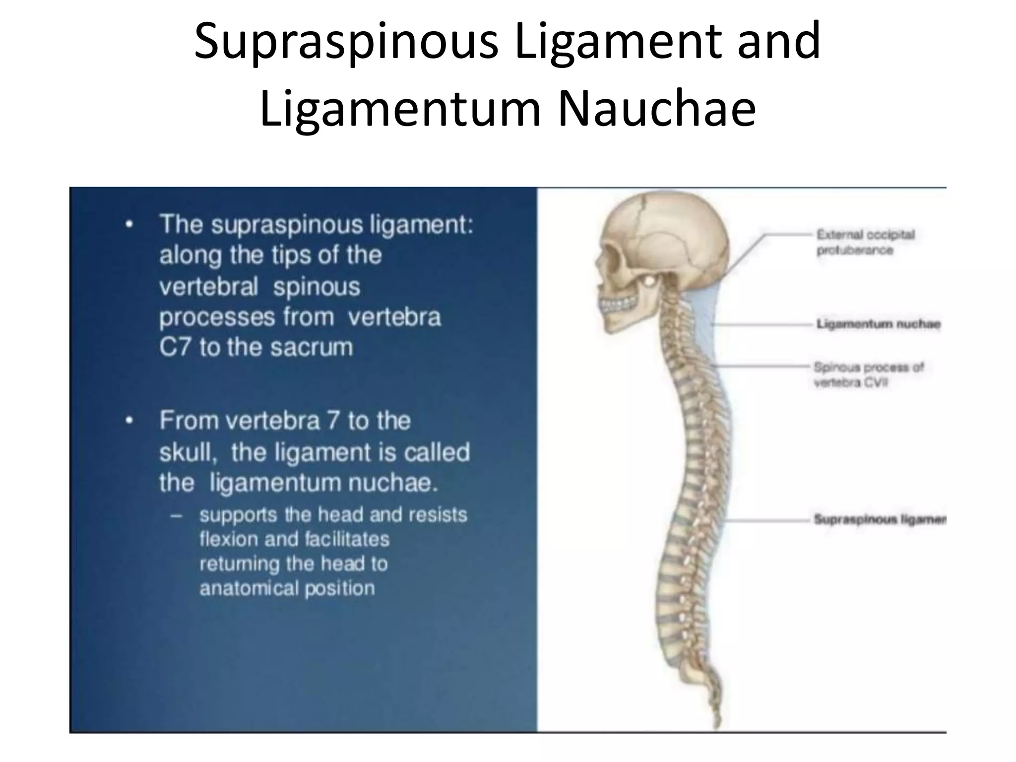 Lumbar intervertebral disc anatomy, biomechanics and pathogenesis of ...