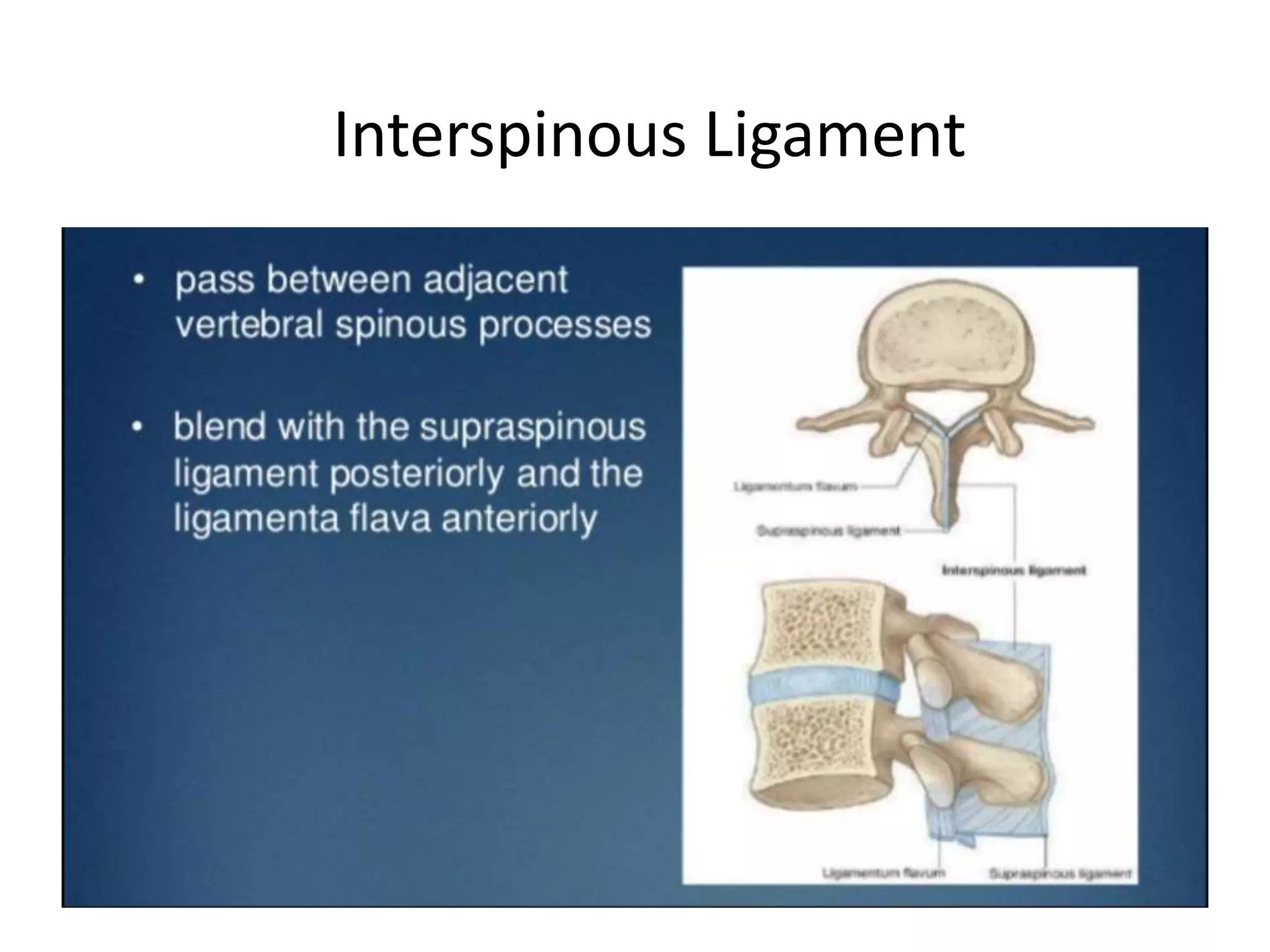 Lumbar intervertebral disc anatomy, biomechanics and pathogenesis of ...