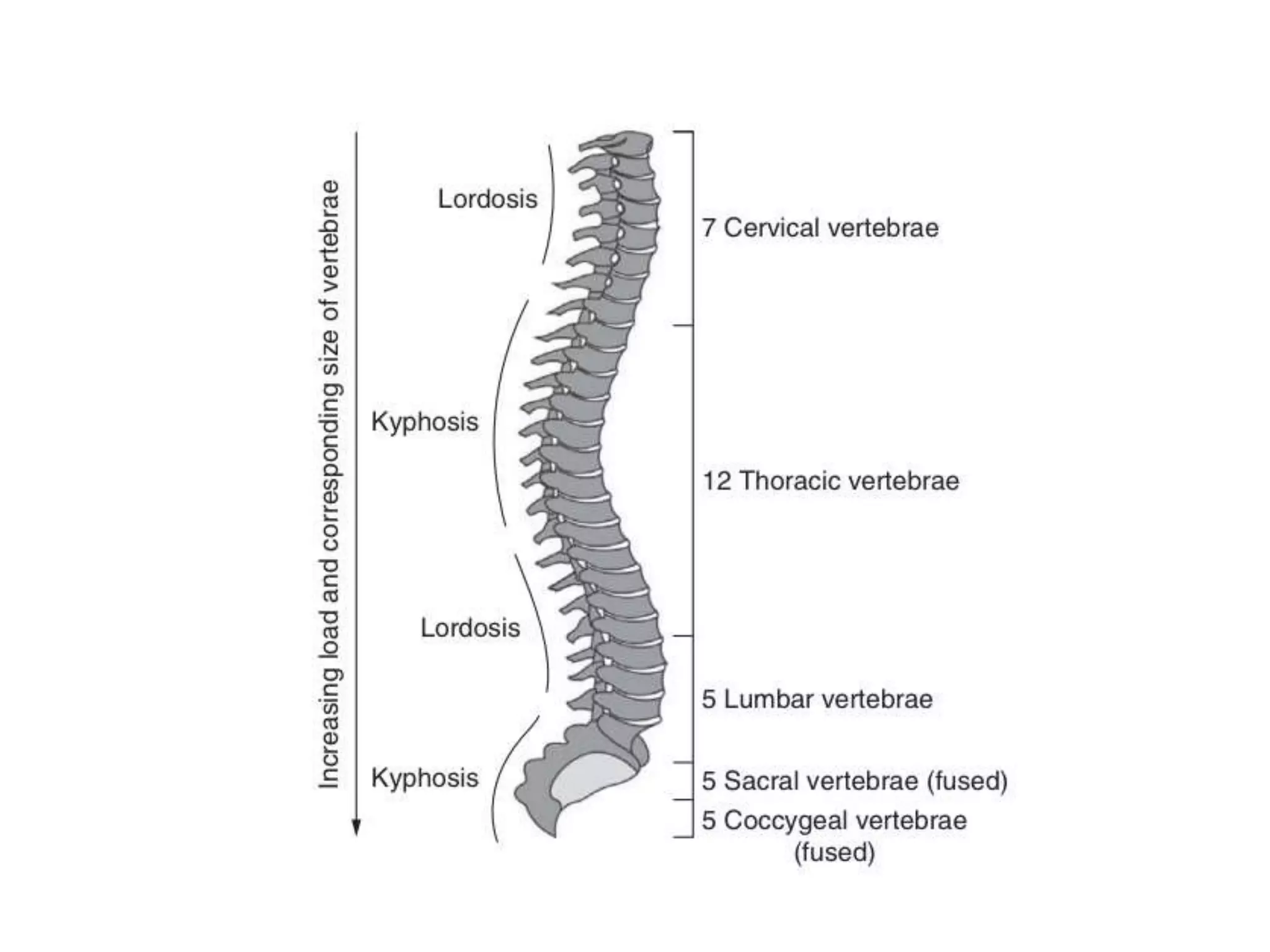 Lumbar intervertebral disc anatomy, biomechanics and pathogenesis of ...