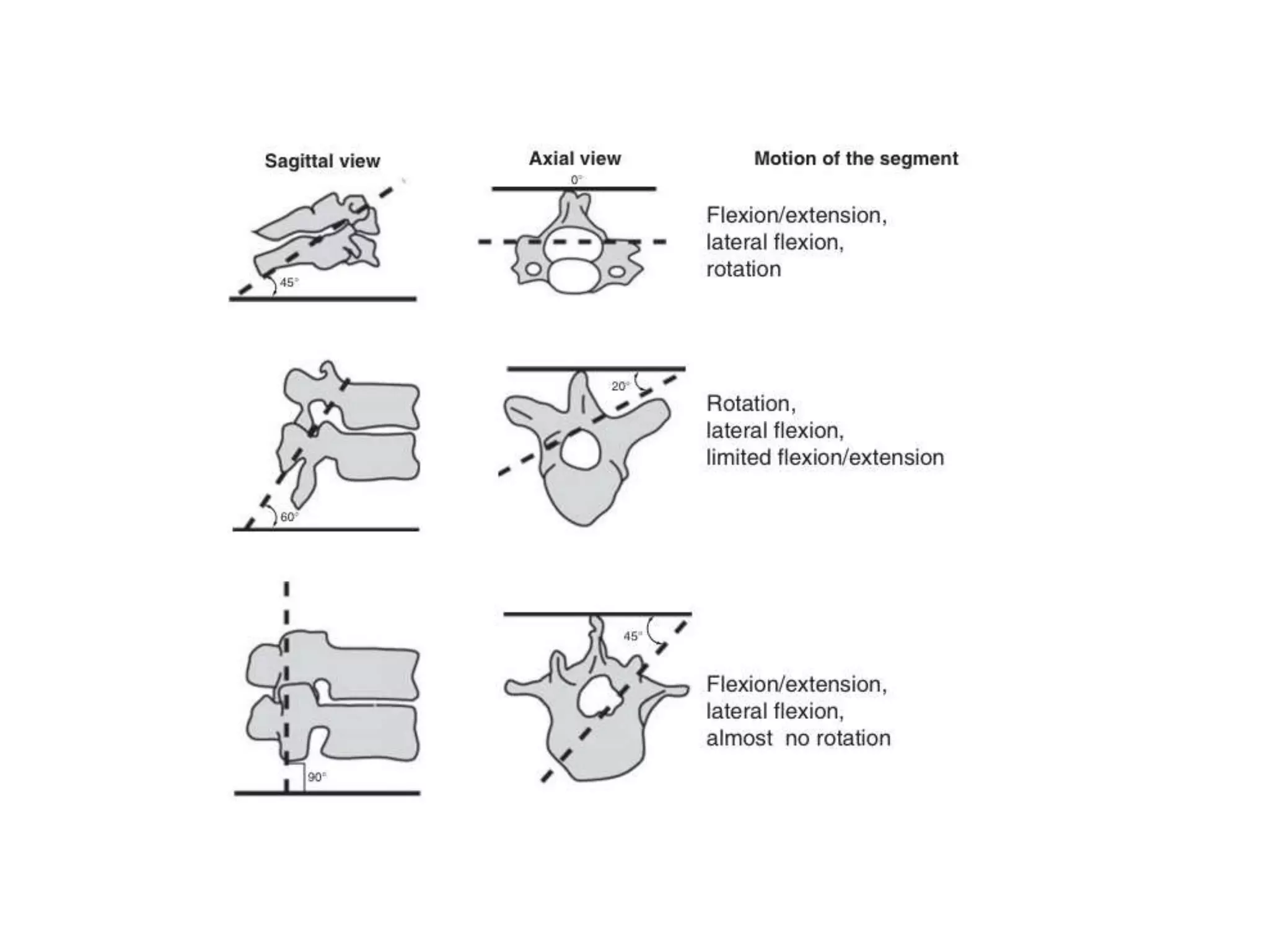 Lumbar intervertebral disc anatomy, biomechanics and pathogenesis of ...