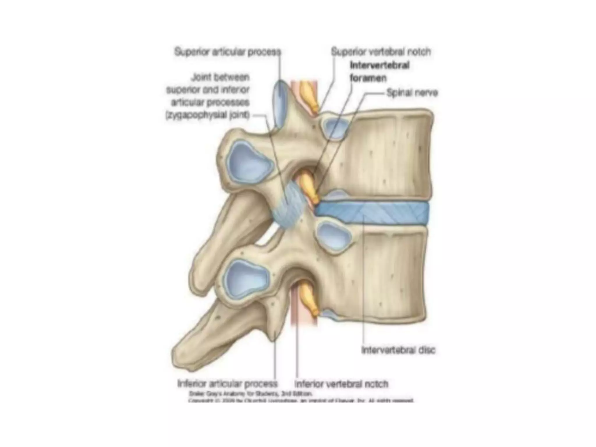 Lumbar intervertebral disc anatomy, biomechanics and pathogenesis of ...