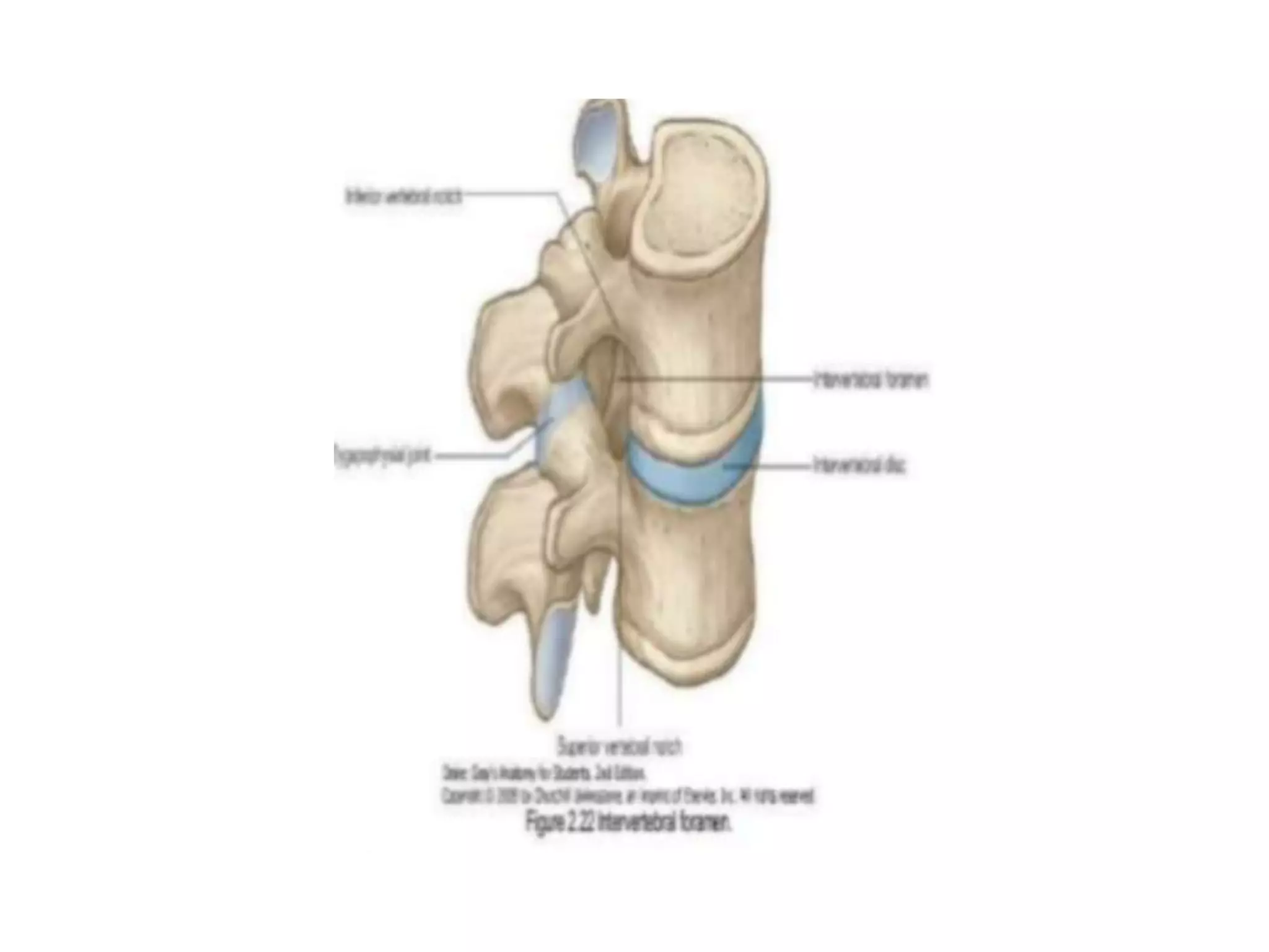 Lumbar intervertebral disc anatomy, biomechanics and pathogenesis of ...