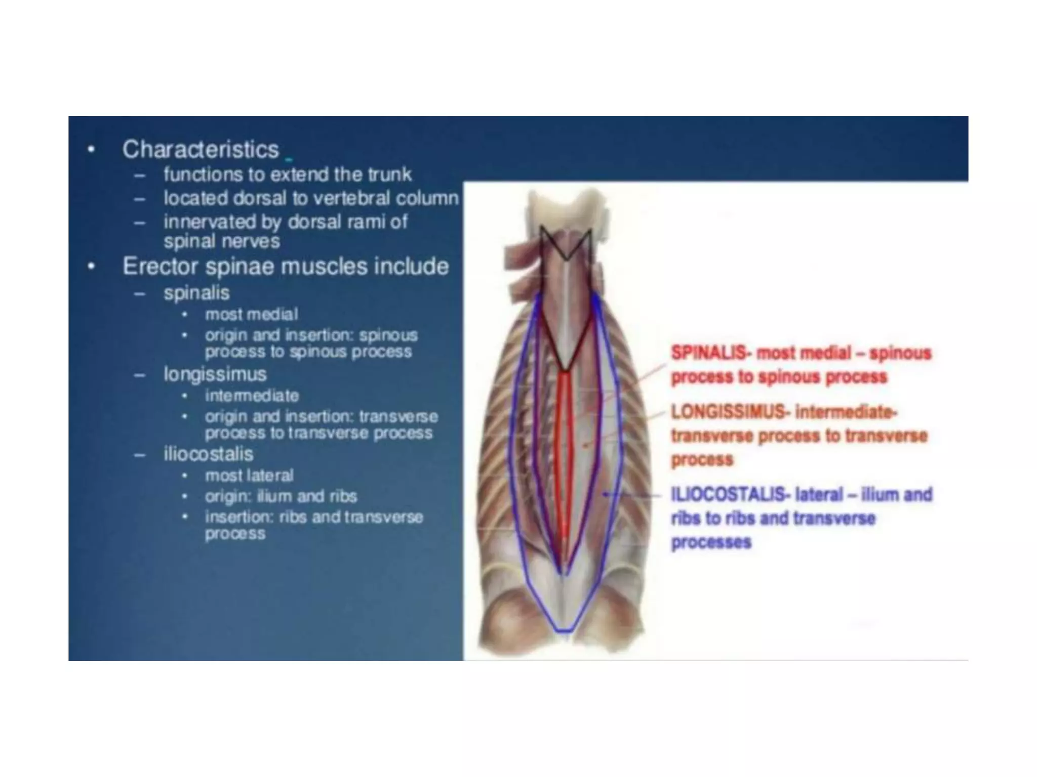 Lumbar intervertebral disc anatomy, biomechanics and pathogenesis of ...