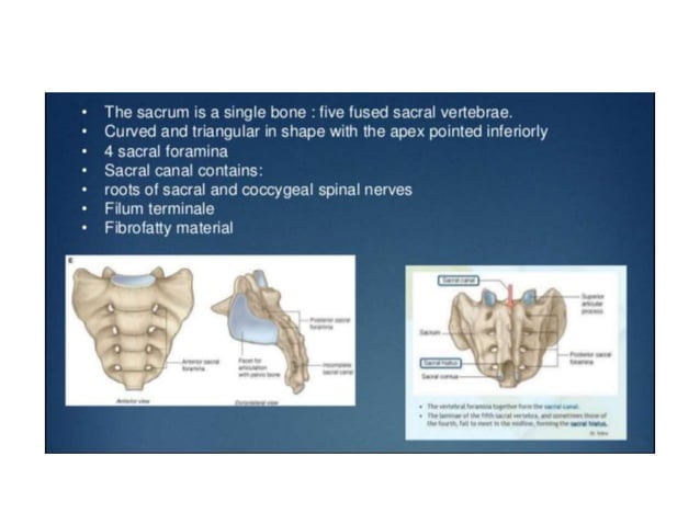 Lumbar intervertebral disc anatomy, biomechanics and pathogenesis of ...