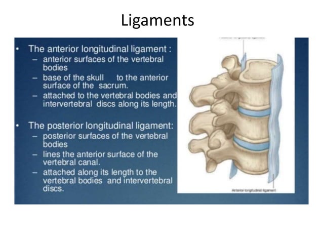 Lumbar intervertebral disc anatomy, biomechanics and pathogenesis of ...