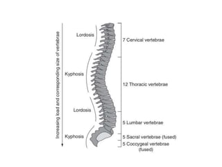 Lumbar intervertebral disc anatomy, biomechanics and pathogenesis of ...