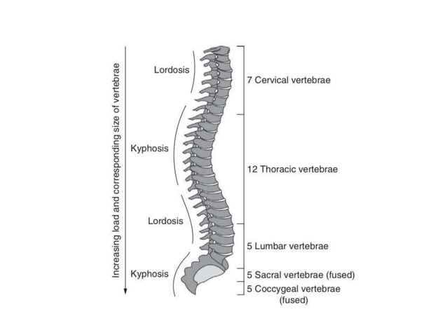 Lumbar intervertebral disc anatomy, biomechanics and pathogenesis of ...