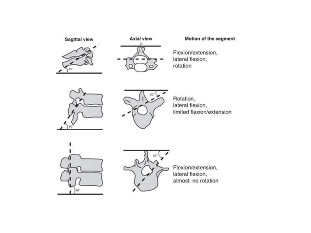 Lumbar intervertebral disc anatomy, biomechanics and pathogenesis of ...