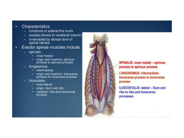 Lumbar intervertebral disc anatomy, biomechanics and pathogenesis of ...