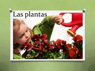 Uudd actividad. plantar semilla. | PPTX