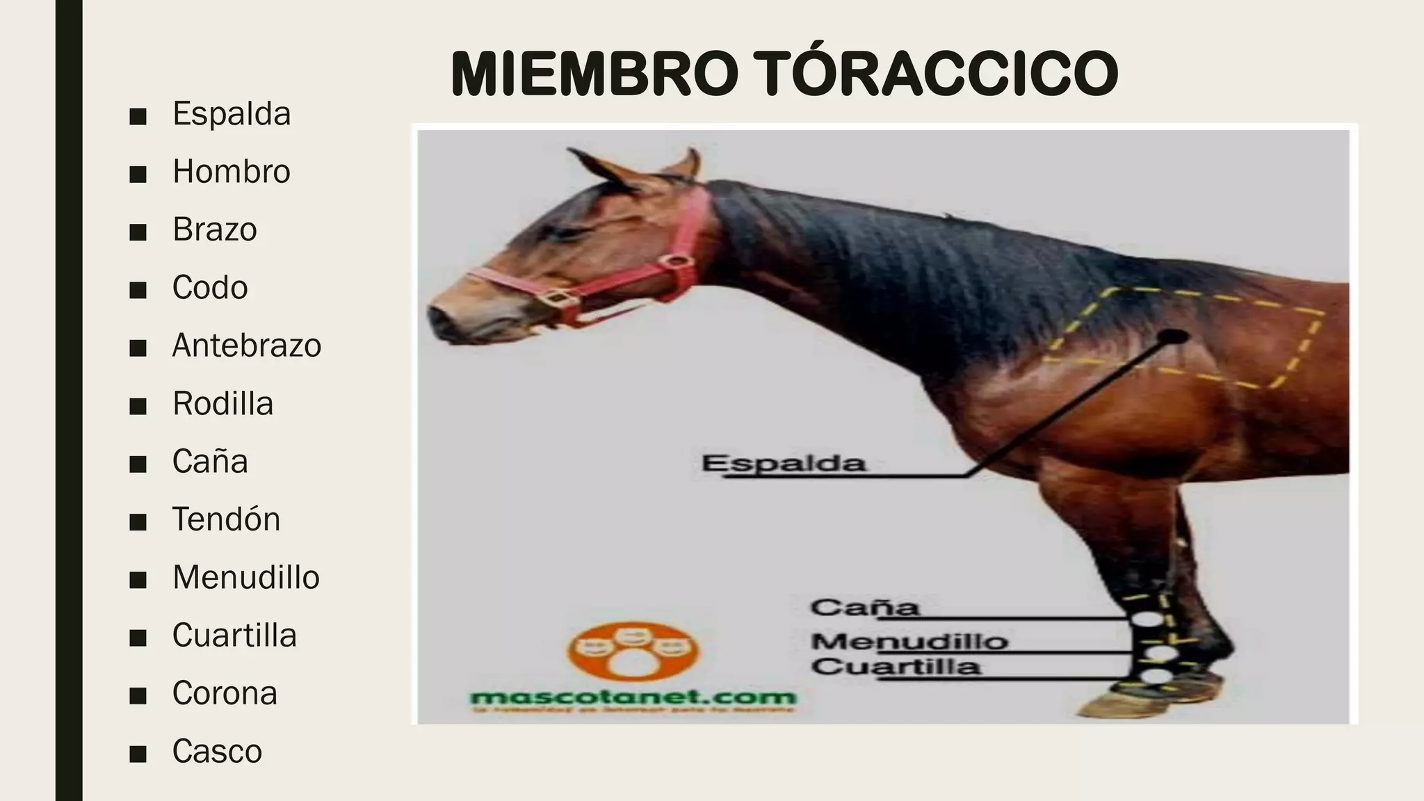 Anatomia topografica del_perro_y_del_equino | PDF