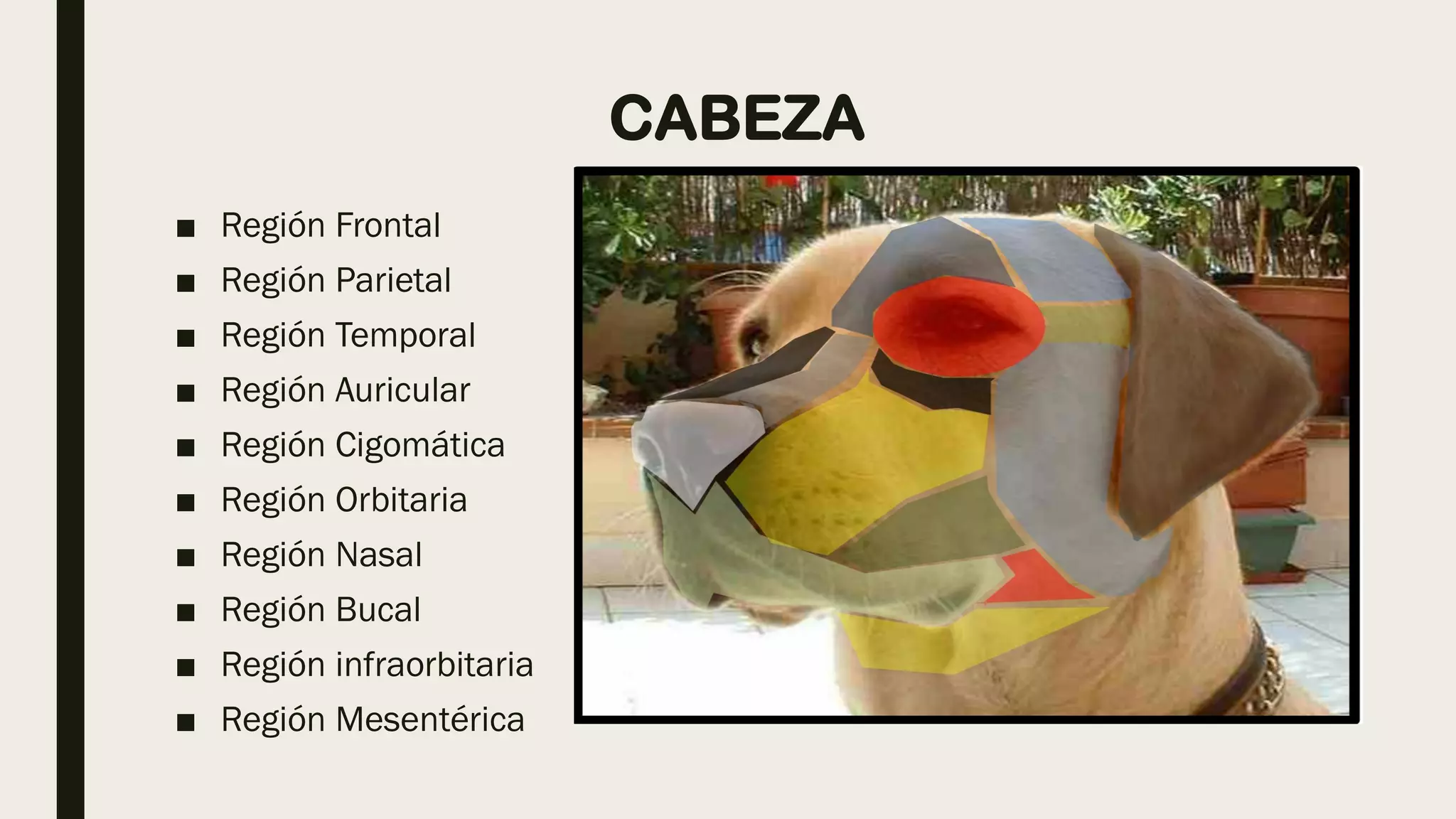 Anatomia topografica del_perro_y_del_equino | PDF