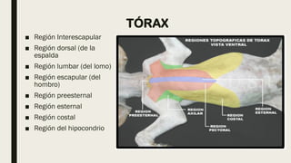 Anatomia topografica del_perro_y_del_equino | PDF