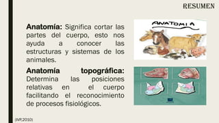 Anatomia topografica del_perro_y_del_equino | PDF