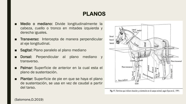 Anatomia topografica del_perro_y_del_equino | PDF